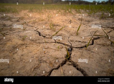 Lack Of Rain Causing Cracked Earth And Failed Crops On The Farm Global