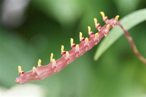 Megaclinium Falcatumjungle Gem