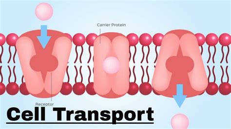 Cell Transport