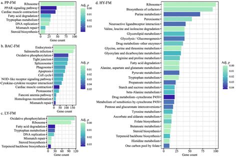 bar charts illustrating gene counts and adjusted p values adj p from