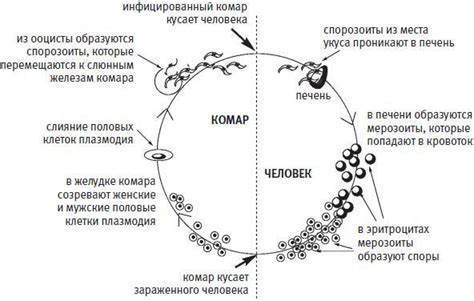 Споровики Цикл развития малярийного плазмодия Школьные Знания Com