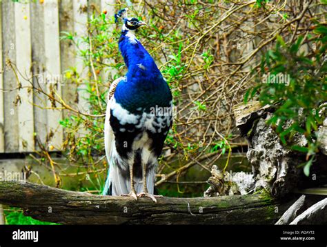 Pied Peacock