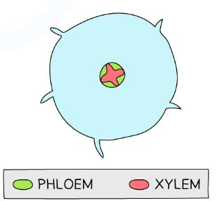 Xylem And Phloem Flashcards Quizlet