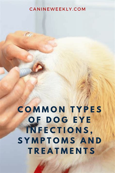 The Ultimate Guide To Dog Eye Infection Treatment Top 10 Products For