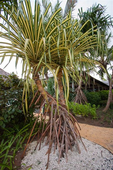 Pandanus Tree Photograph By Adam Romanowicz