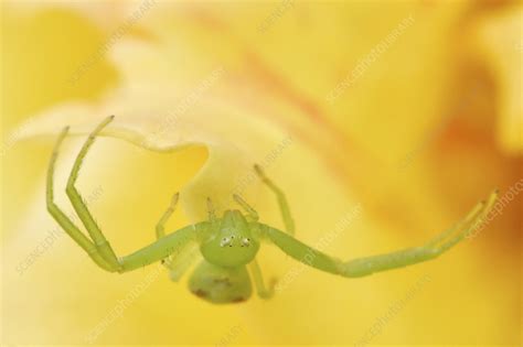 Crab Spider Stock Image C Science Photo Library