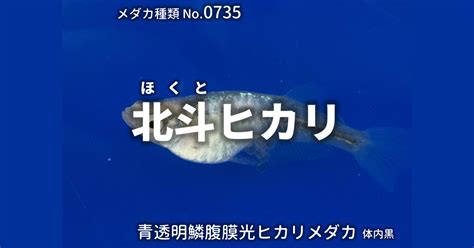 北斗ヒカリ（ほくとひかり）とは 改良メダカweb図鑑no0735 メダカの品種 青 改良メダカweb図鑑