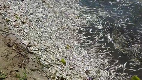 One Hundred Kilos Of Dead Fish Measles Dangerous Again