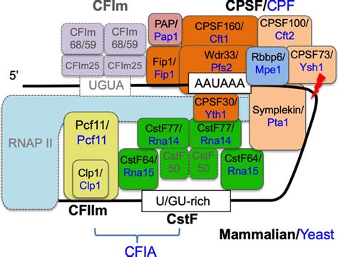 Human Pre Mrna 3′ End Processing Reconstituting Is Believing