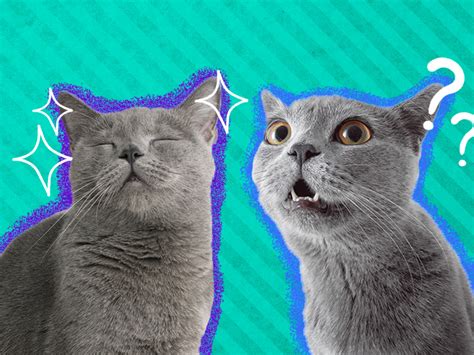 Do Cats Have Feelings