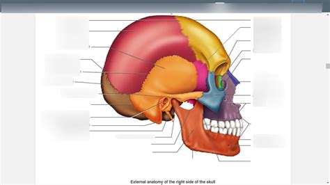 Skull Side View Diagram Quizlet