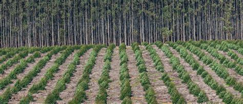 Klimawandel Der große Waldumbau Spektrum der Wissenschaft