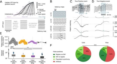 Deep Learning Based Feature Extraction For Prediction And Interpretation Of Sharp Wave Ripples