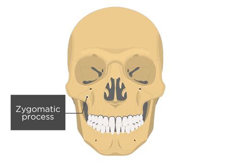 Zygomatic Process