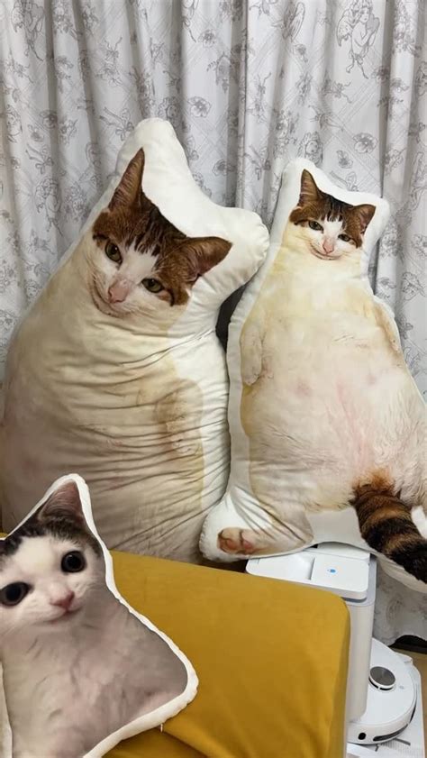 嗷呜一口吃掉你 Uncle Bbao • Instagram Photos And Videos