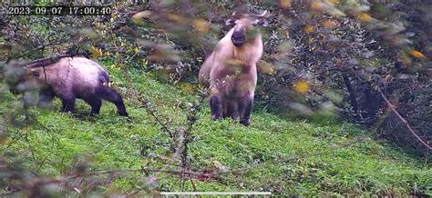 四川羚牛：四川唐家河国家级自然保护区 中国自然保护区生物标本资源共享平台