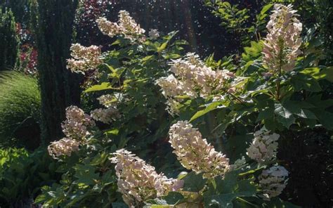Oakleaf Hydrangea Varieties 🍂 🌸 Explore The Diverse World Of This