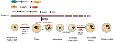Schematic Overview Of Tomato Anther And Pollen Development Download Scientific Diagram