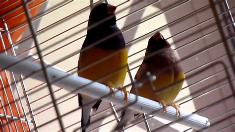 Our Gouldian Finches Courtship Dance Youtube