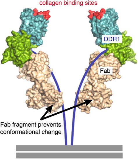 Structure Of The Discoidin Domain Receptor 1 Extracellular Region Bound