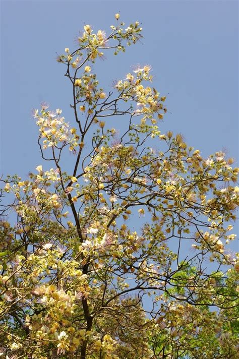 Our Philippine Trees The Up Salingbobog 2013