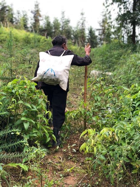 8旬老人走一小時山路挖芋頭，4天挖200斤賣1000元，給孫子買文具 每日頭條