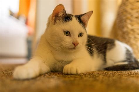 European Shorthair Cat Kitten Free Photo On Pixabay Pixabay