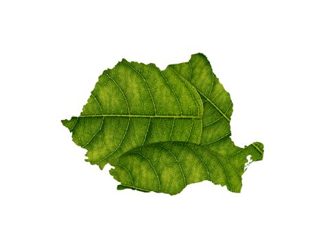 Tobacco Leaf Pngs For Free Download