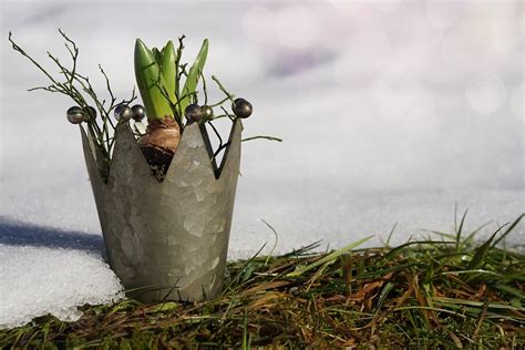 Nature Grass Growth Free Photo On Pixabay Pixabay