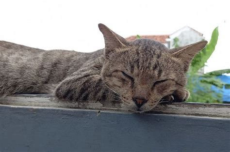 Alasan Kenapa Kucing Mengeong Terus Bisa Jadi Sakit Atau Kondisi