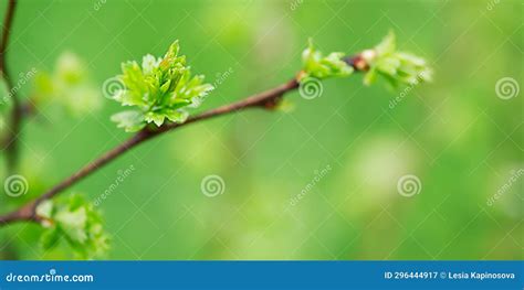 The Young Twig Of The Tree That Grew Out Deformed Leaves Was Shaped