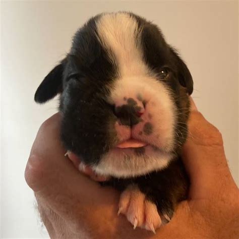 Brindle Male 2 Litter I Boxer Puppies Nordom Kennel