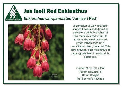Enkianthus Campanulatus ‘jan Iseli Red