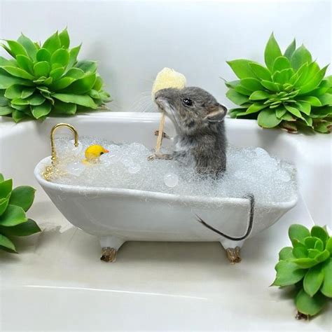 Taxidermy Musmuculus Etsy Cute Little Things Taxidermy Ceramic Bathtub