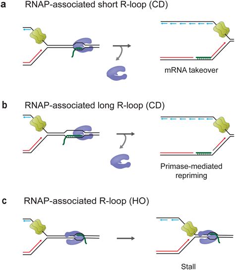 Looping Out Of Control R Loops In Transcription Replication Conflict Pmc