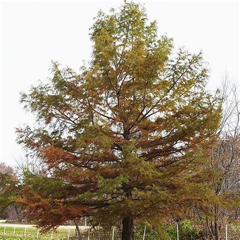 Bald Cypress Male Flowers Best Flower Site