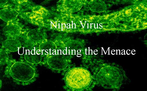 Nipah Virus Understanding The Menace