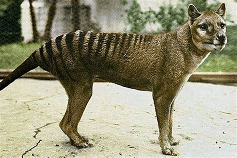 Breakthrough In Attempts To Bring Extinct Tasmanian Tiger Back To Life
