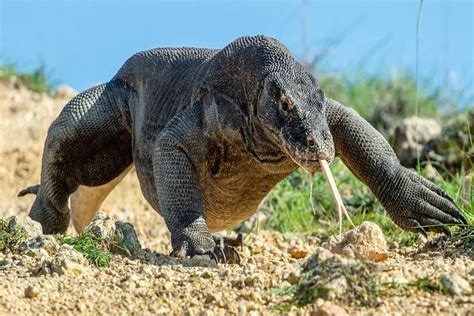 تصویر وایرال شده از درگیری دو اژدهای کومودو در اندونزی