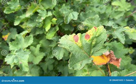 Redcurrant Blister Aphid Or Cryptomyzus Ribis On Leaves Stock Footage