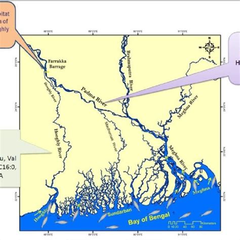 Map Showing Rivers Hooghly And Padma And The Migration Of Hilsa To The