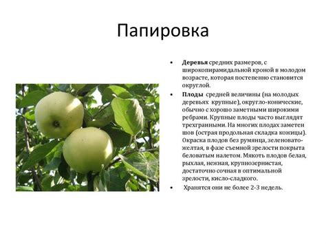 Яблоки Белый налив: описание сорта, фото, отзывы, полезные свойства ...