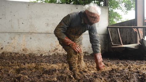 Sticky Cow Shit Falling Over 1