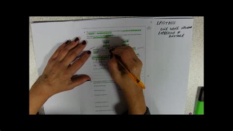 Dihybrid Epistasis In Peas Youtube