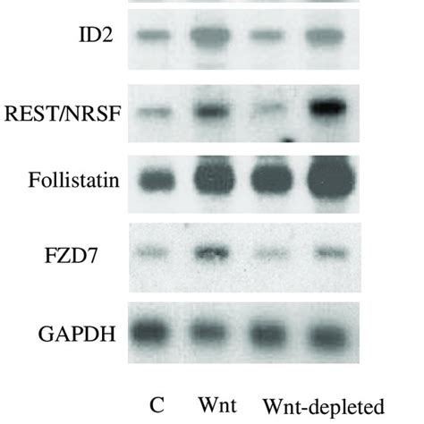 a confirmation of microarray data using northern analysis northern