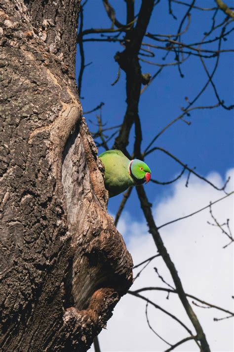 Top Green Parrot Hd Wallpaper Full Hd K Free To Use