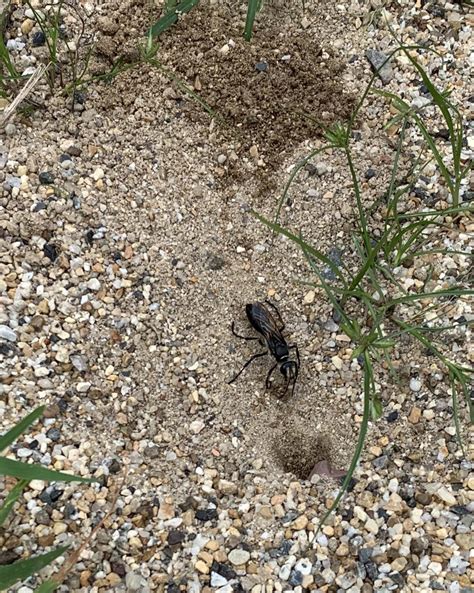 Some Kind Of Burrowing Wasp Japan Whatsthisbug