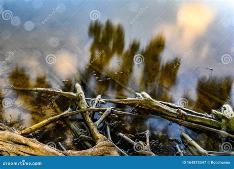 Tree Roots In The Water Stock Image Image Of Asia Garden 164873347