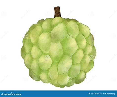 Custard Apple Fruit Composition Watercolor Illustration Isolated