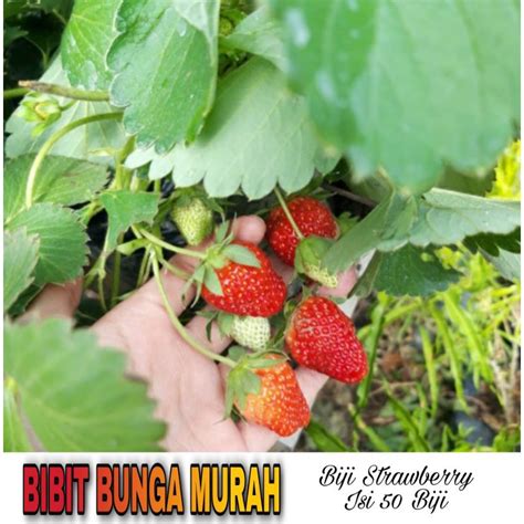 Jual Benih Biji Strawberry Shopee Indonesia